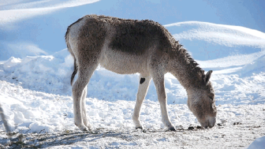 Top 5 Cinemagraph Animal GIFs – RUBY CANOE – Home